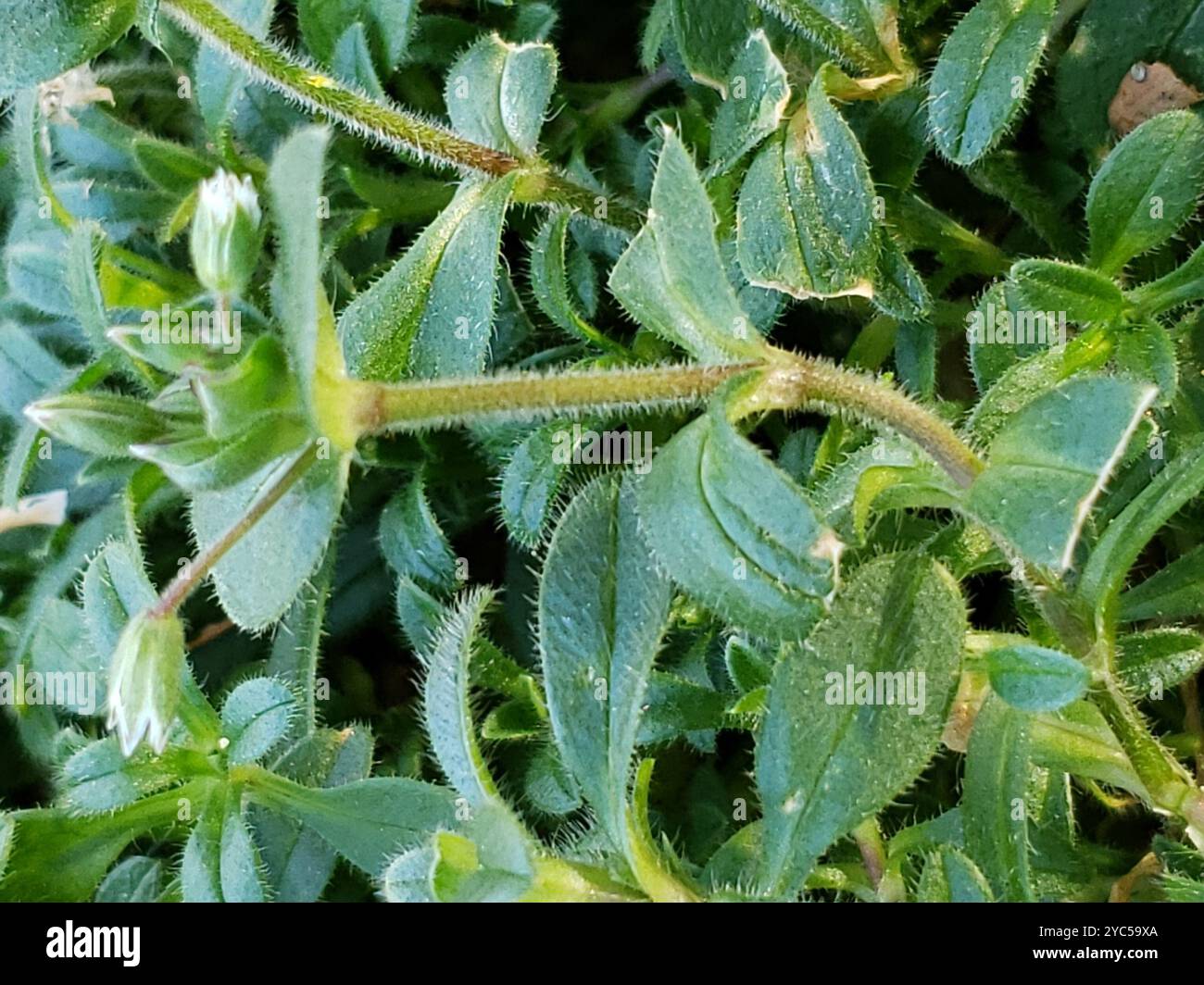 Common mouse-ear chickweed (Cerastium fontanum) Plantae Stock Photo - Alamy