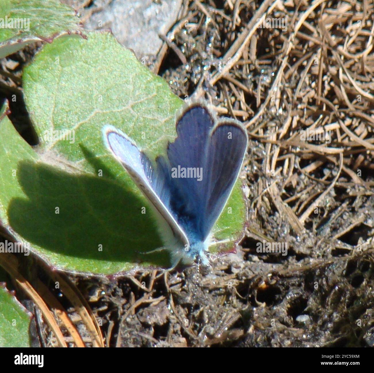 Alpine Blue (Agriades orbitulus) Insecta Stock Photo - Alamy