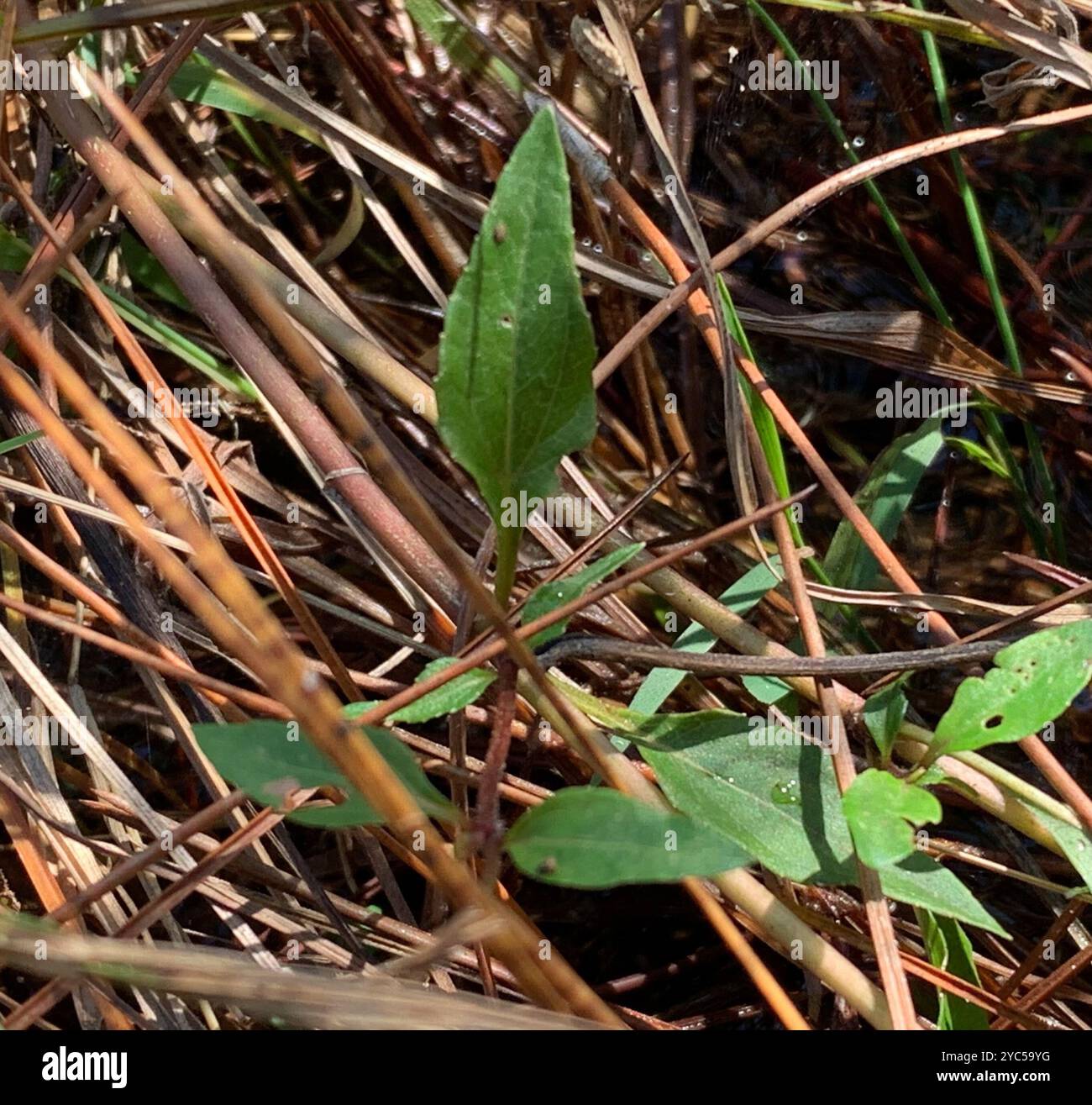 Oppositeleaf Spotflower (Acmella repens) Plantae Stock Photo - Alamy