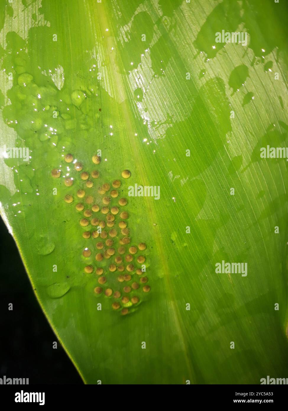 Red-spotted Glassfrog (Nymphargus grandisonae) Amphibia Stock Photo - Alamy