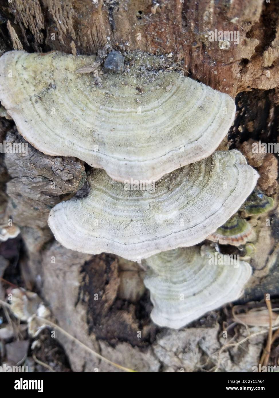 Gilled Polypore (Trametes betulina) Fungi Stock Photo - Alamy