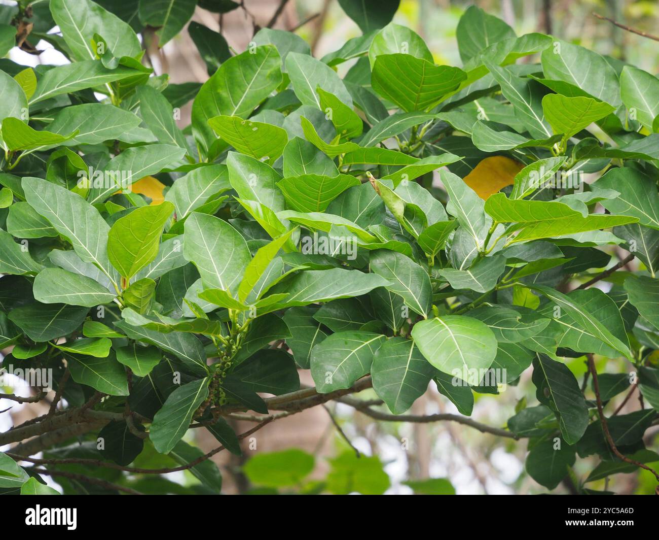 Hauili fig tree (Ficus septica) Plantae Stock Photo - Alamy