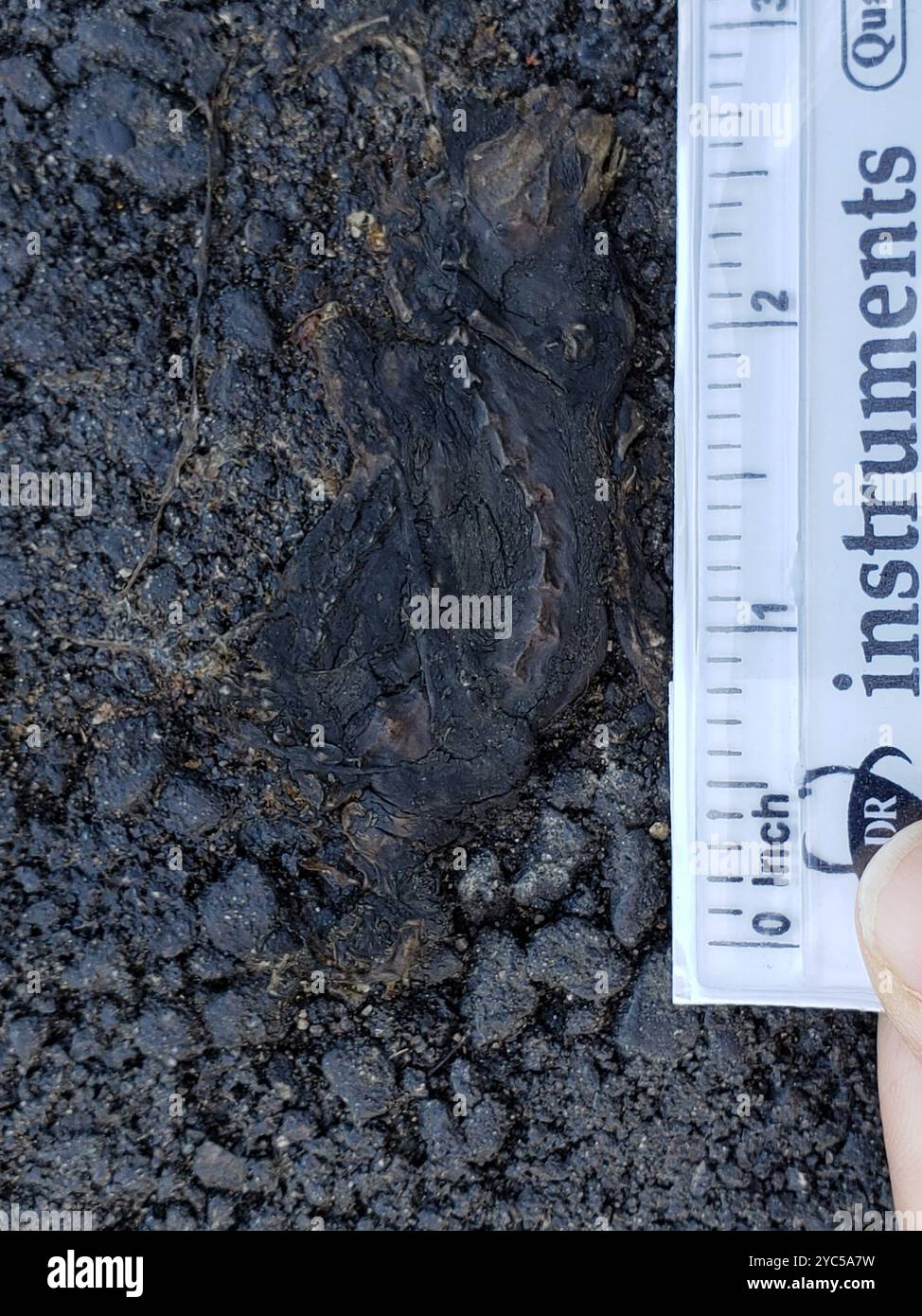 Pacific Newts (Taricha) Amphibia Stock Photo - Alamy