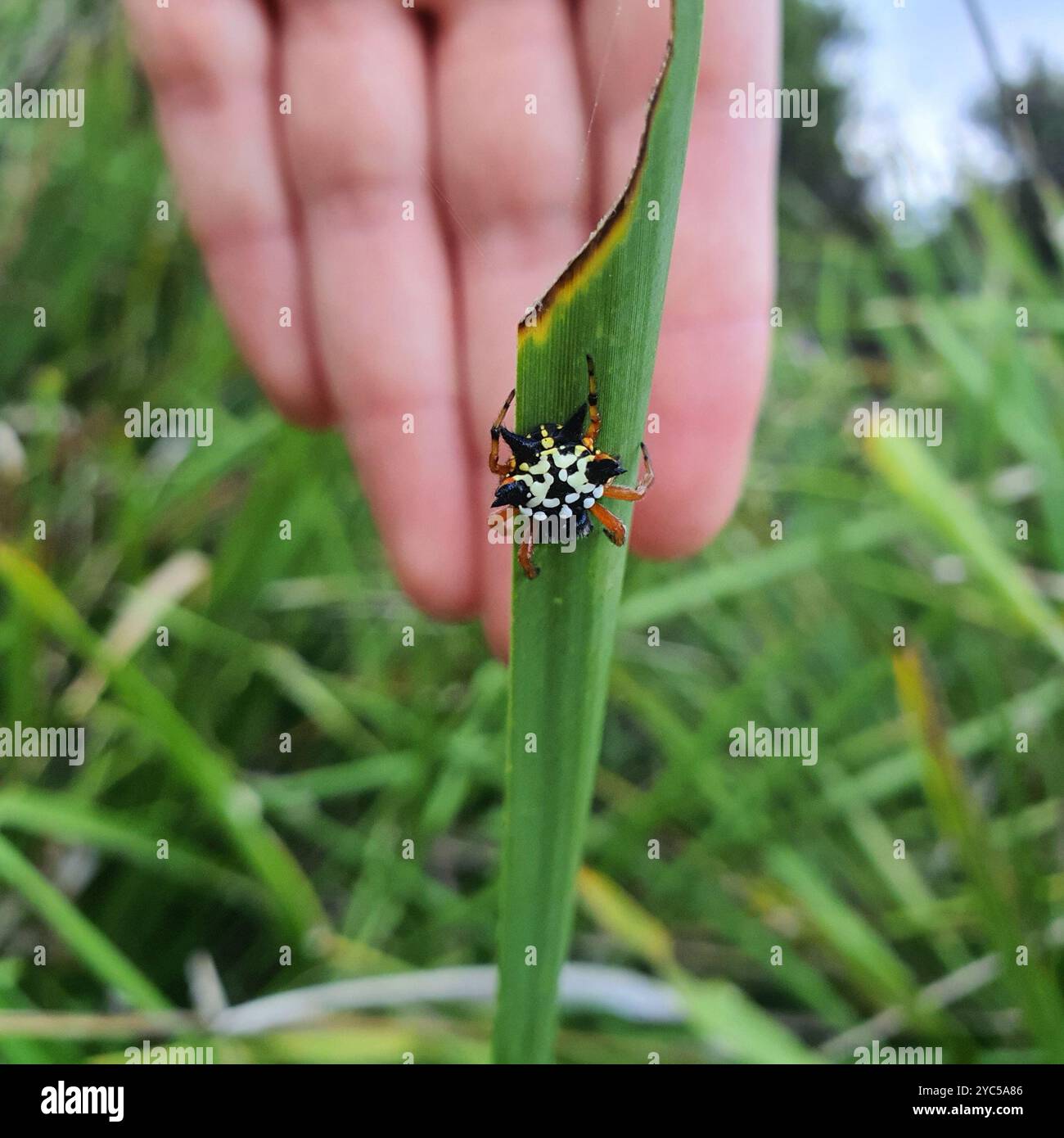 Christmas Jewel Spider (Austracantha minax) Arachnida Stock Photo - Alamy