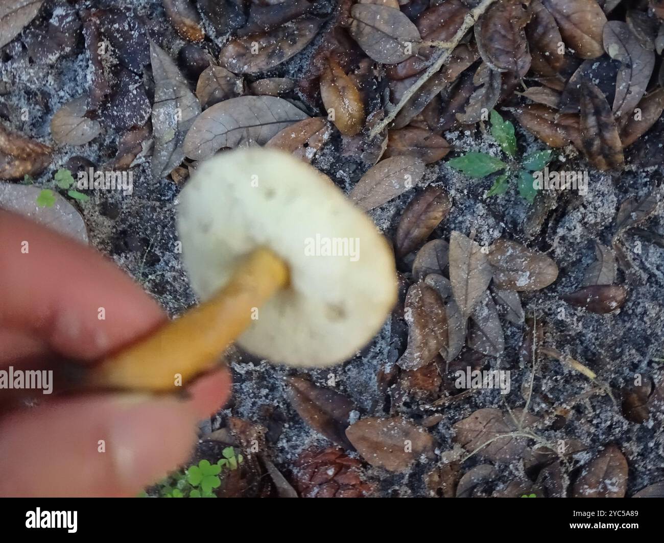 Chestnut Bolete (Gyroporus castaneus) Fungi Stock Photo - Alamy