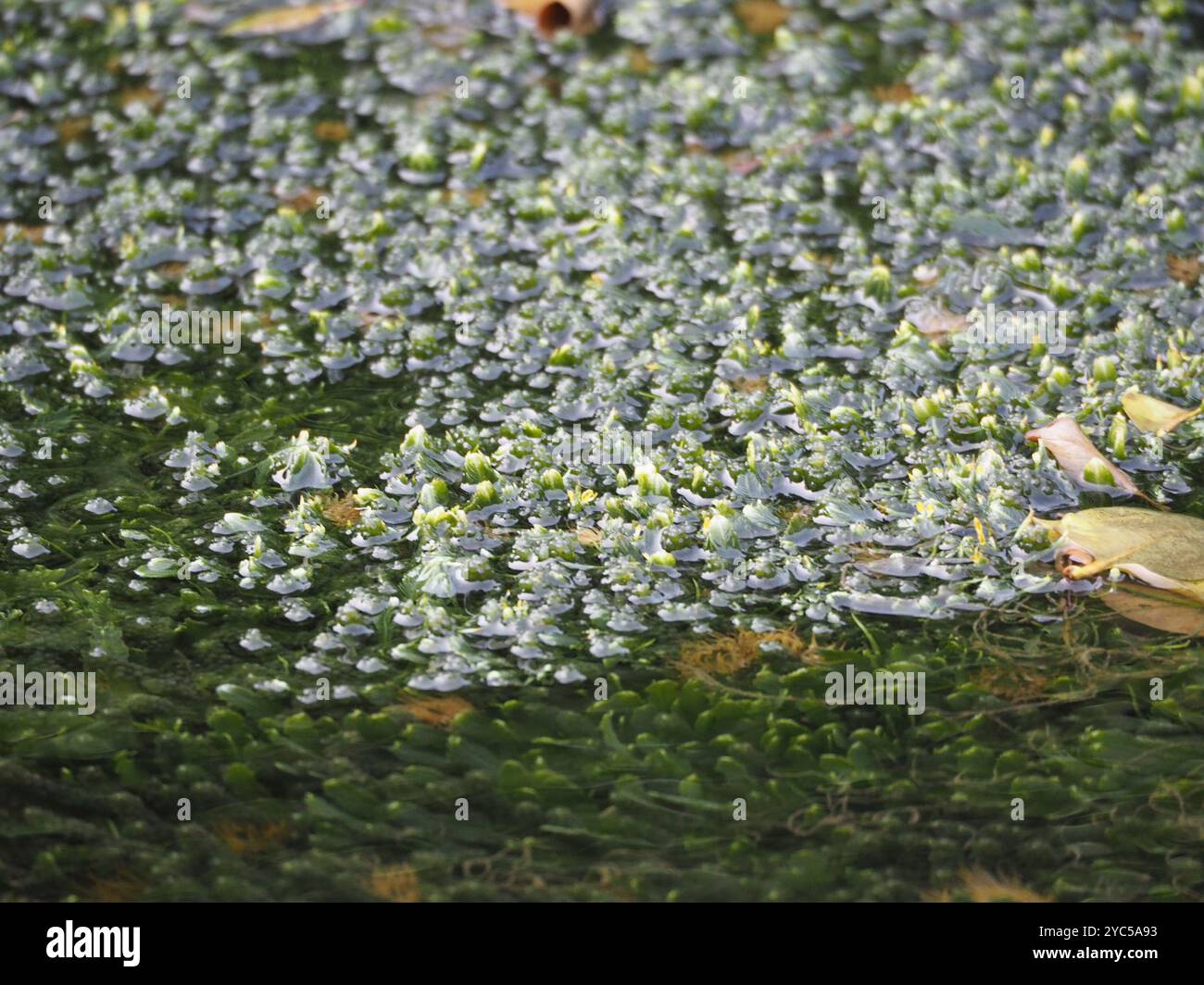 Green Feather Alga (Caulerpa sertularioides) Plantae Stock Photo - Alamy