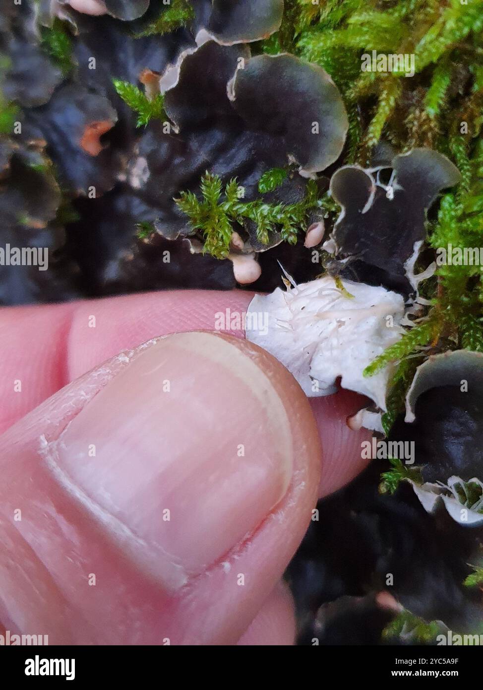 scaly pelt lichen (Peltigera praetextata) Fungi Stock Photo - Alamy