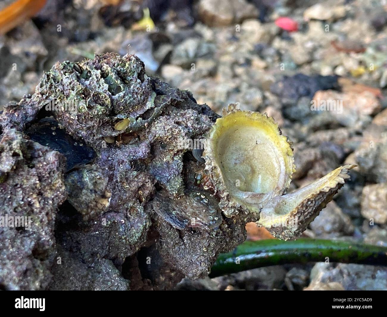 Leafy Jewel Box (Chama macerophylla) Mollusca Stock Photo - Alamy