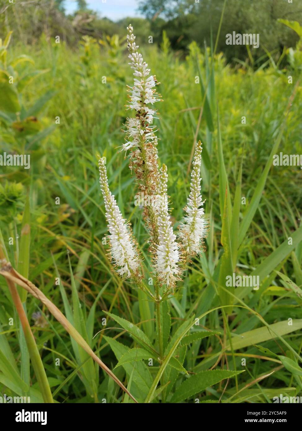 Culver's root (Veronicastrum virginicum) Plantae Stock Photo - Alamy