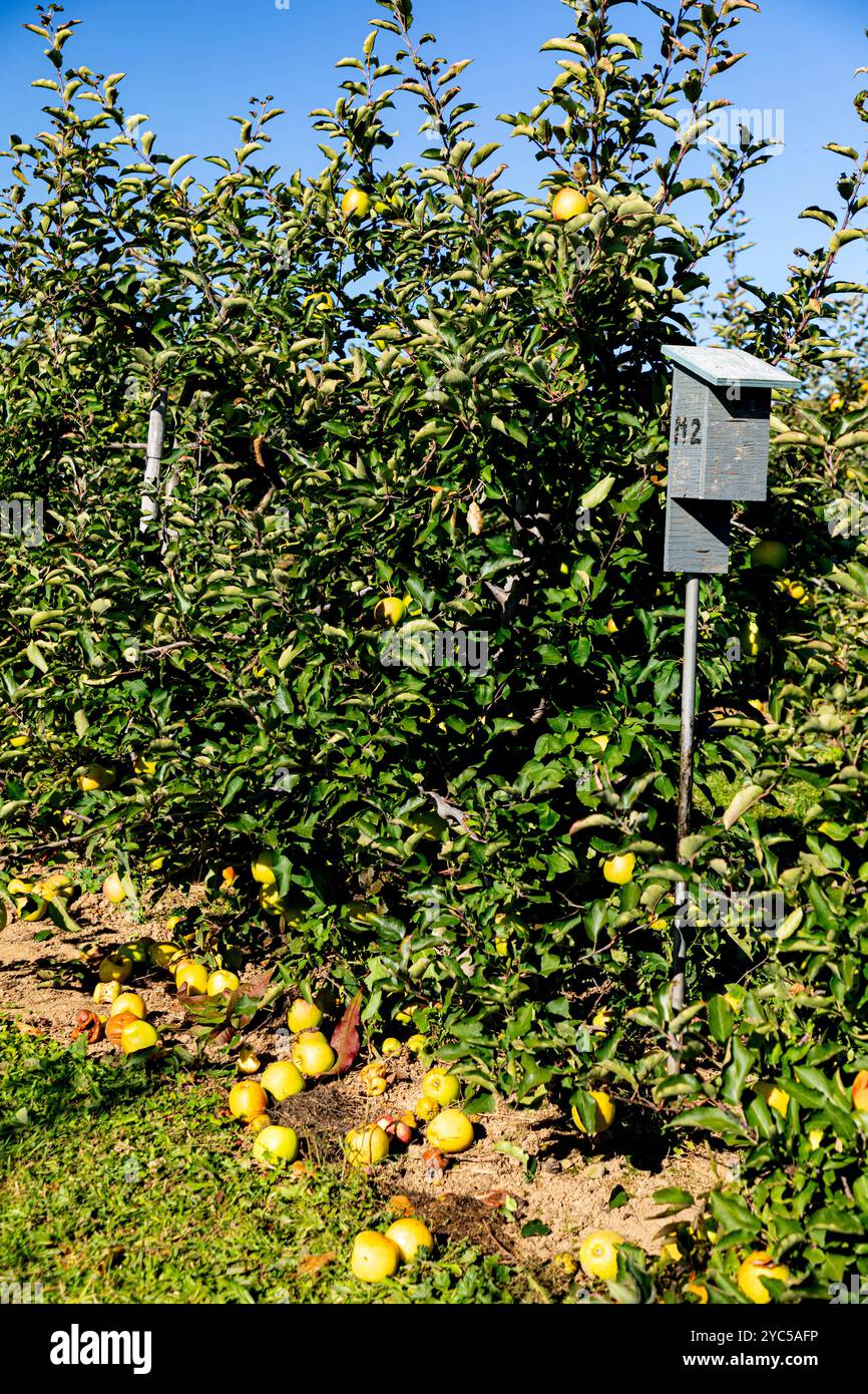 Mutsu Apples on a apple tree at self pick apple orchard. Ontario Canada ...