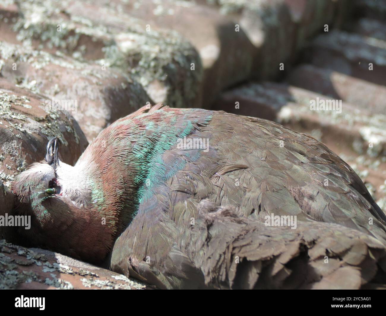 Southern Lemon Dove (Aplopelia larvata larvata) Aves Stock Photo - Alamy