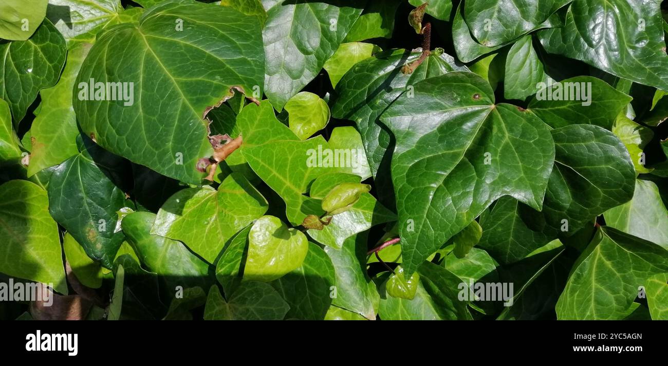 Canary Islands Ivy (Hedera canariensis) Plantae Stock Photo - Alamy