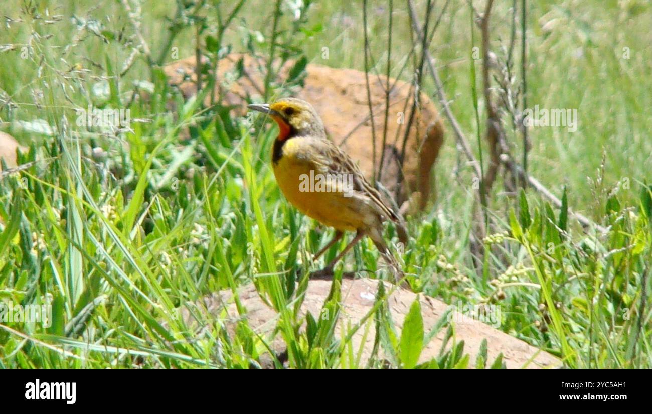 Orange-throated Longclaw (Macronyx capensis) Aves Stock Photo - Alamy