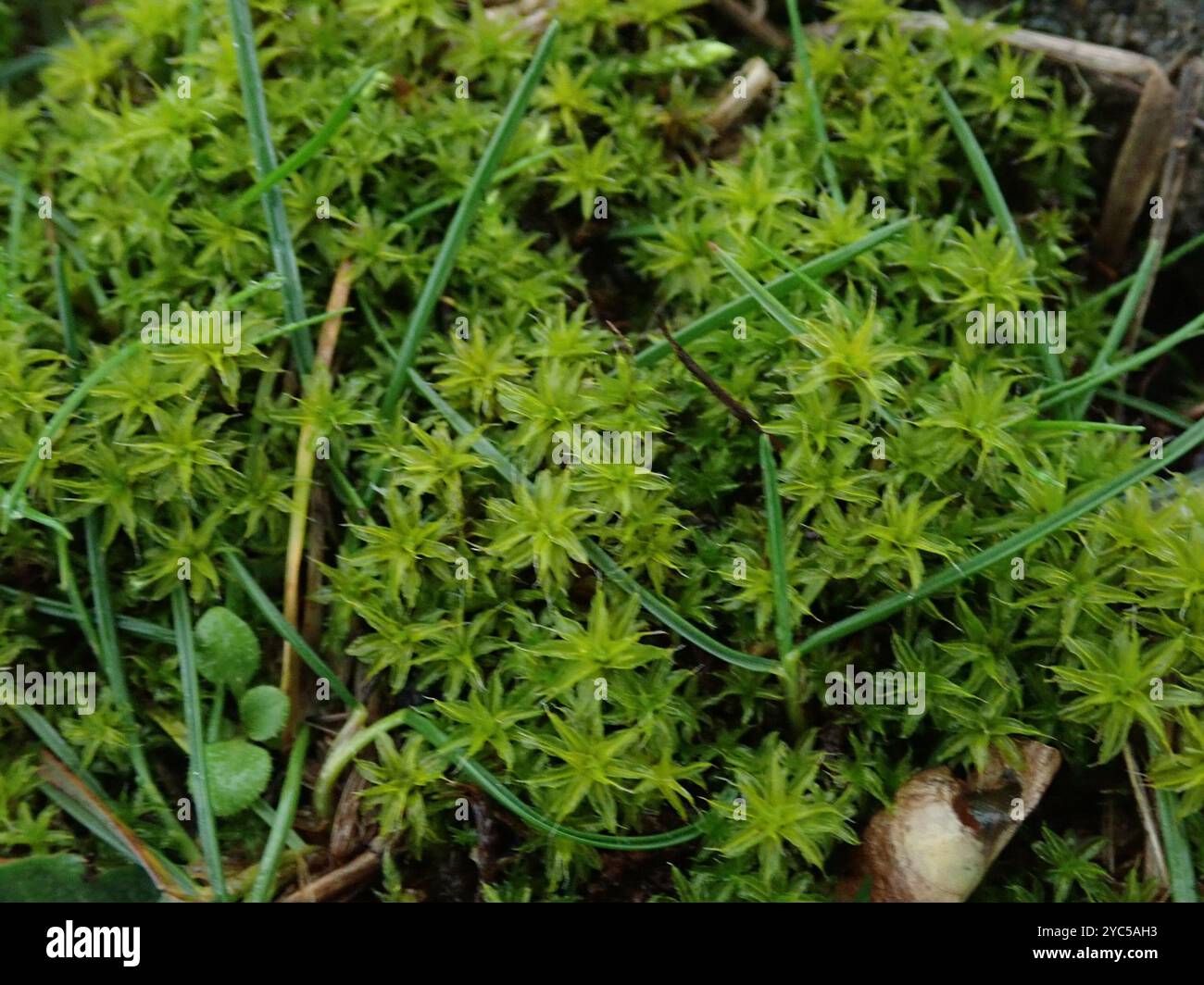 Star Moss (Syntrichia ruralis) Plantae Stock Photo - Alamy