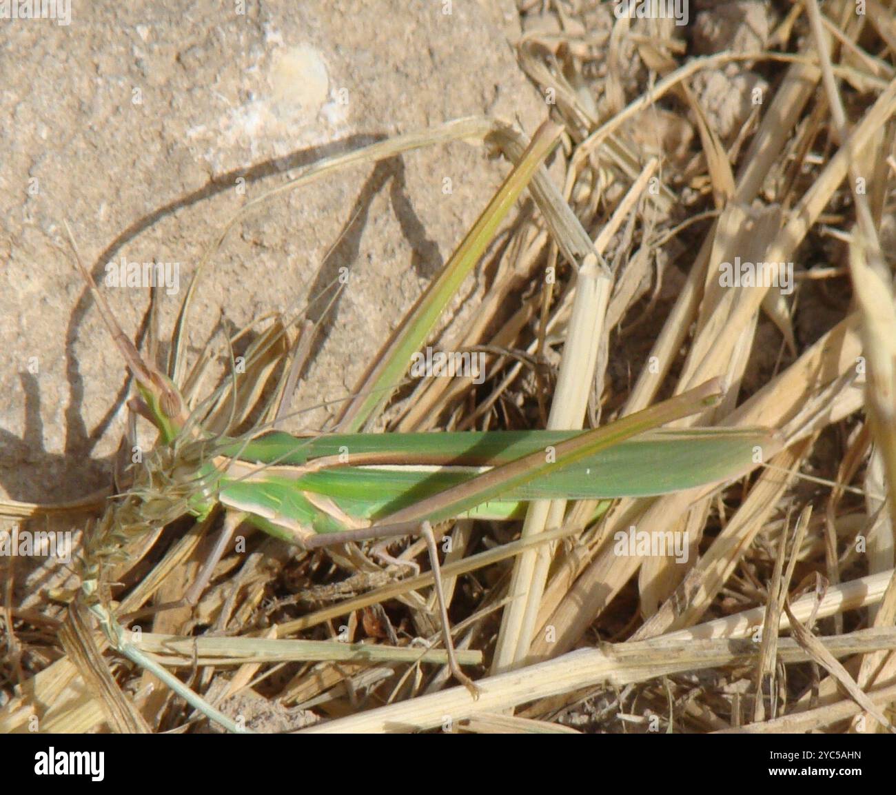 Funnyface locusts hi-res stock photography and images - Alamy
