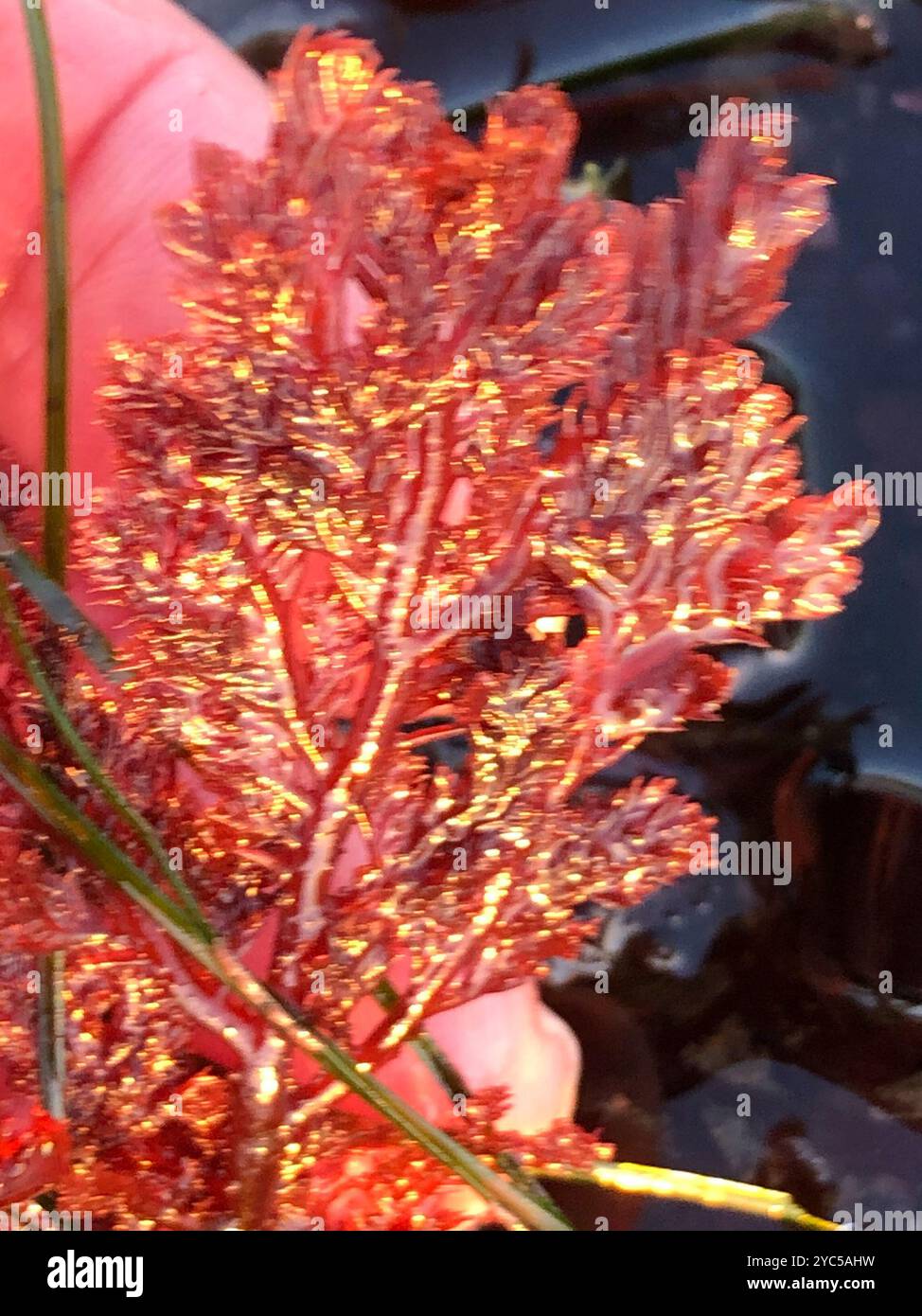 Sea Comb (Plocamium cartilagineum) Plantae Stock Photo - Alamy