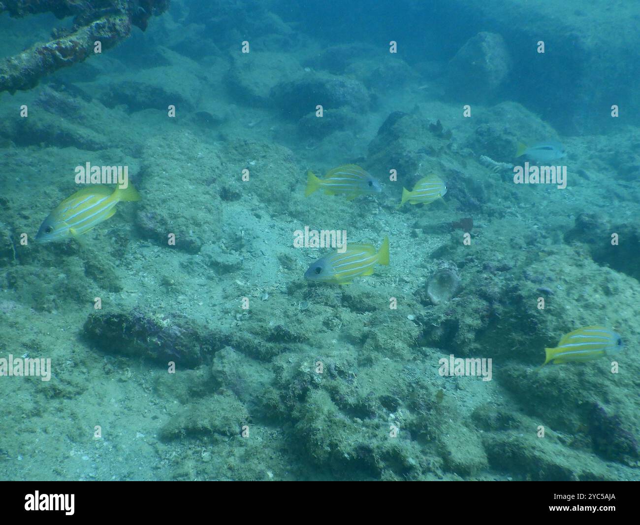 Fiveline Snapper (Lutjanus quinquelineatus) Actinopterygii Stock Photo ...