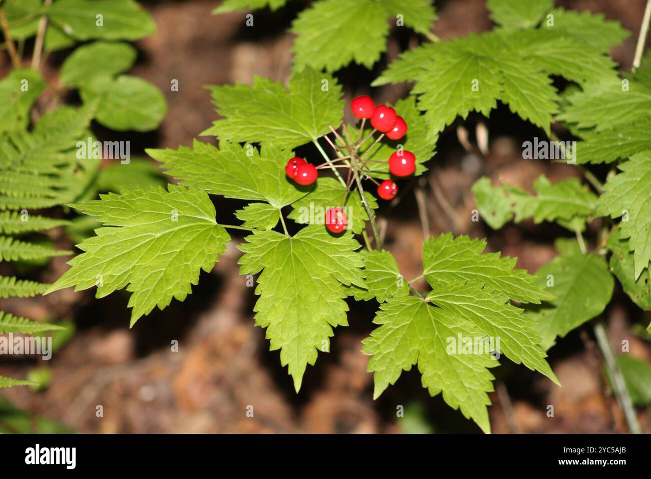 red baneberry (Actaea rubra) Plantae Stock Photo - Alamy