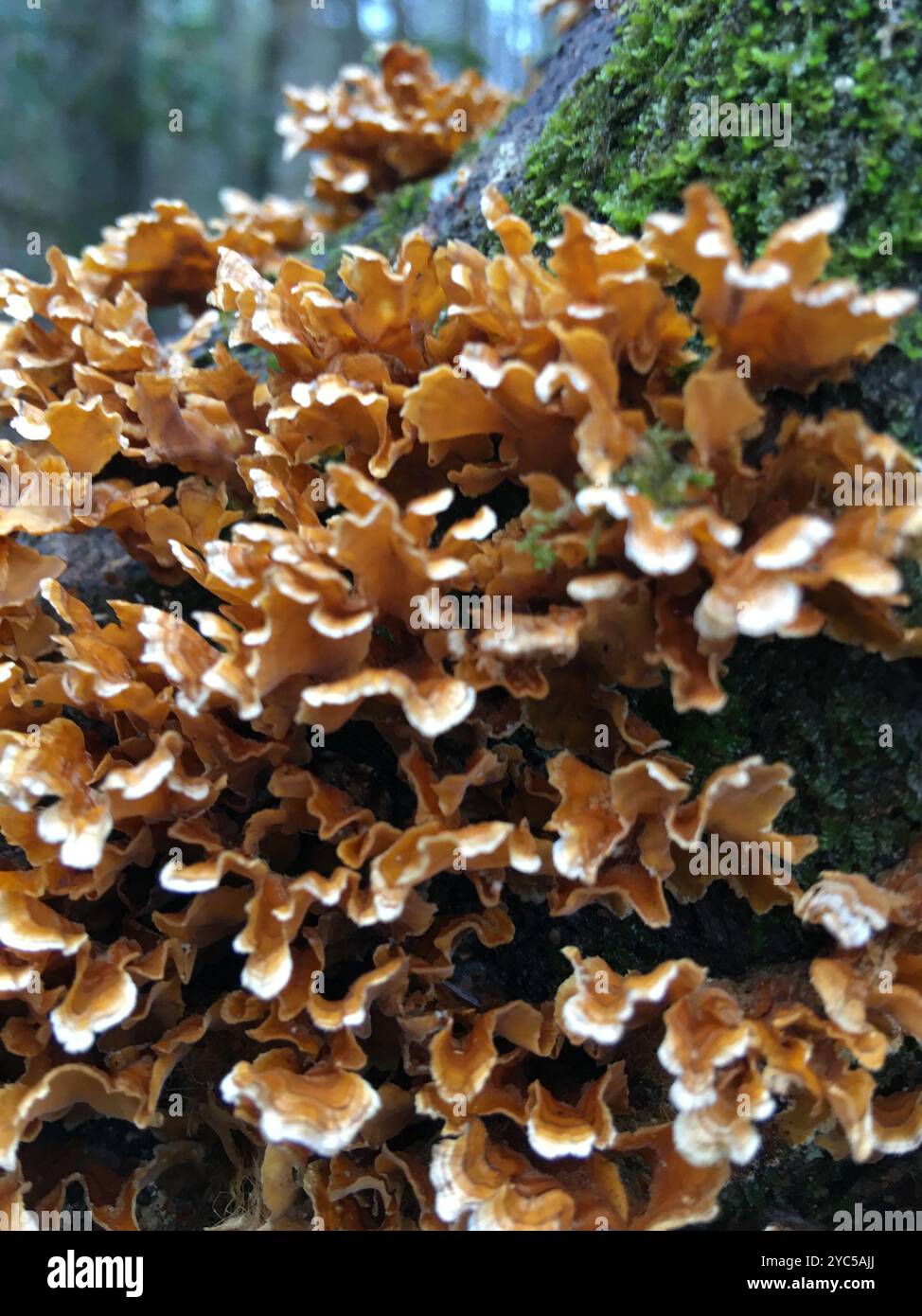 crowded parchment (Stereum complicatum) Fungi Stock Photo - Alamy