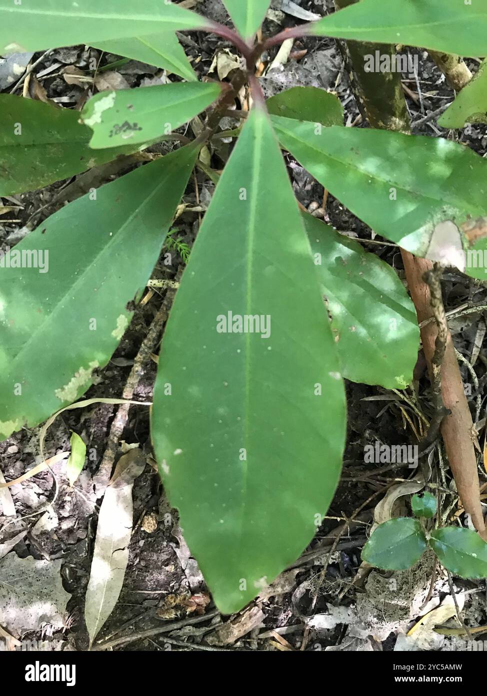 Cape beech (Rapanea melanophloeos) Plantae Stock Photo - Alamy