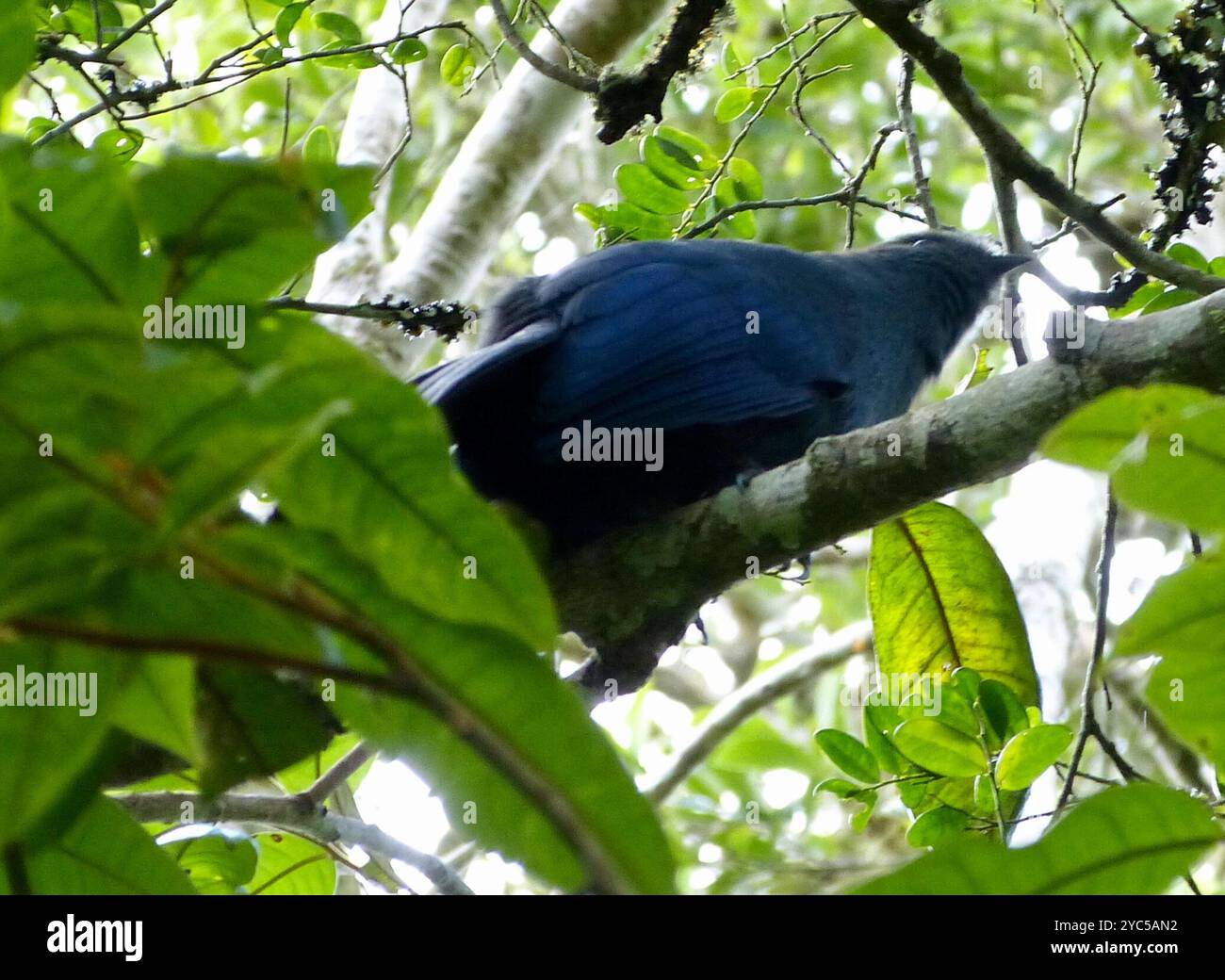 Blue Coua (Coua caerulea) Aves Stock Photo - Alamy