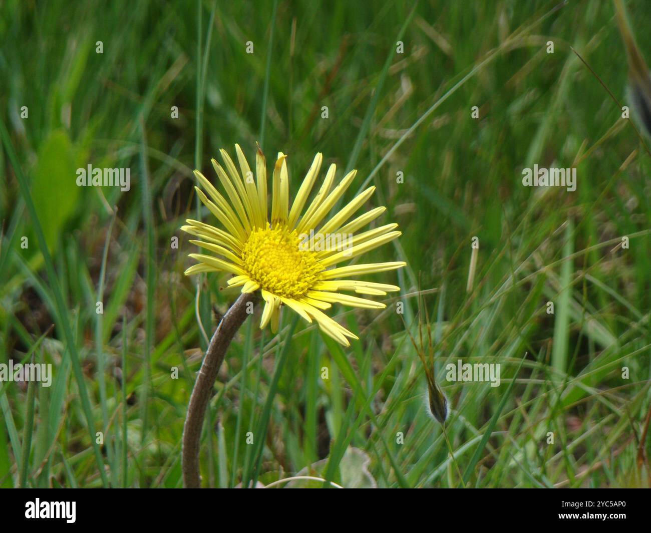 Common Falsegerbera (Haplocarpha scaposa) Plantae Stock Photo - Alamy