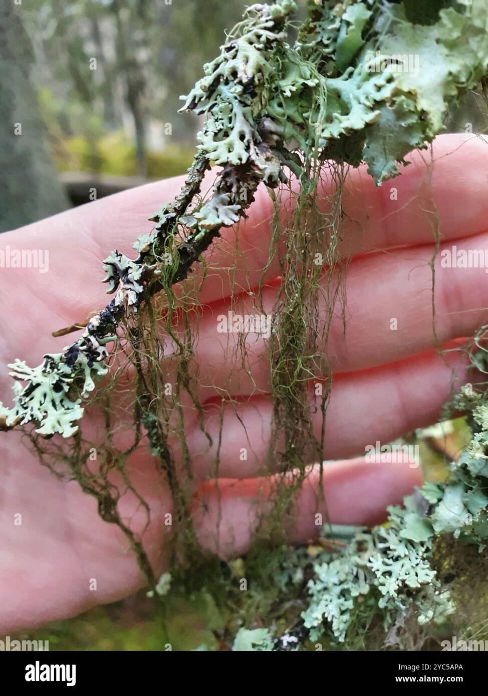 Pale-footed Horsehair Lichen (Bryoria fuscescens) Fungi Stock Photo - Alamy