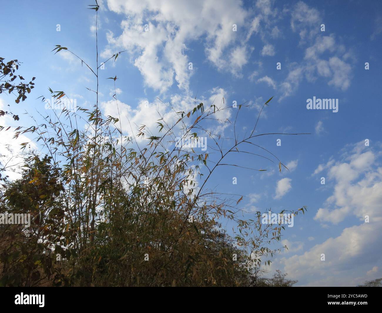 African Bamboo (Oxytenanthera abyssinica) Plantae Stock Photo - Alamy