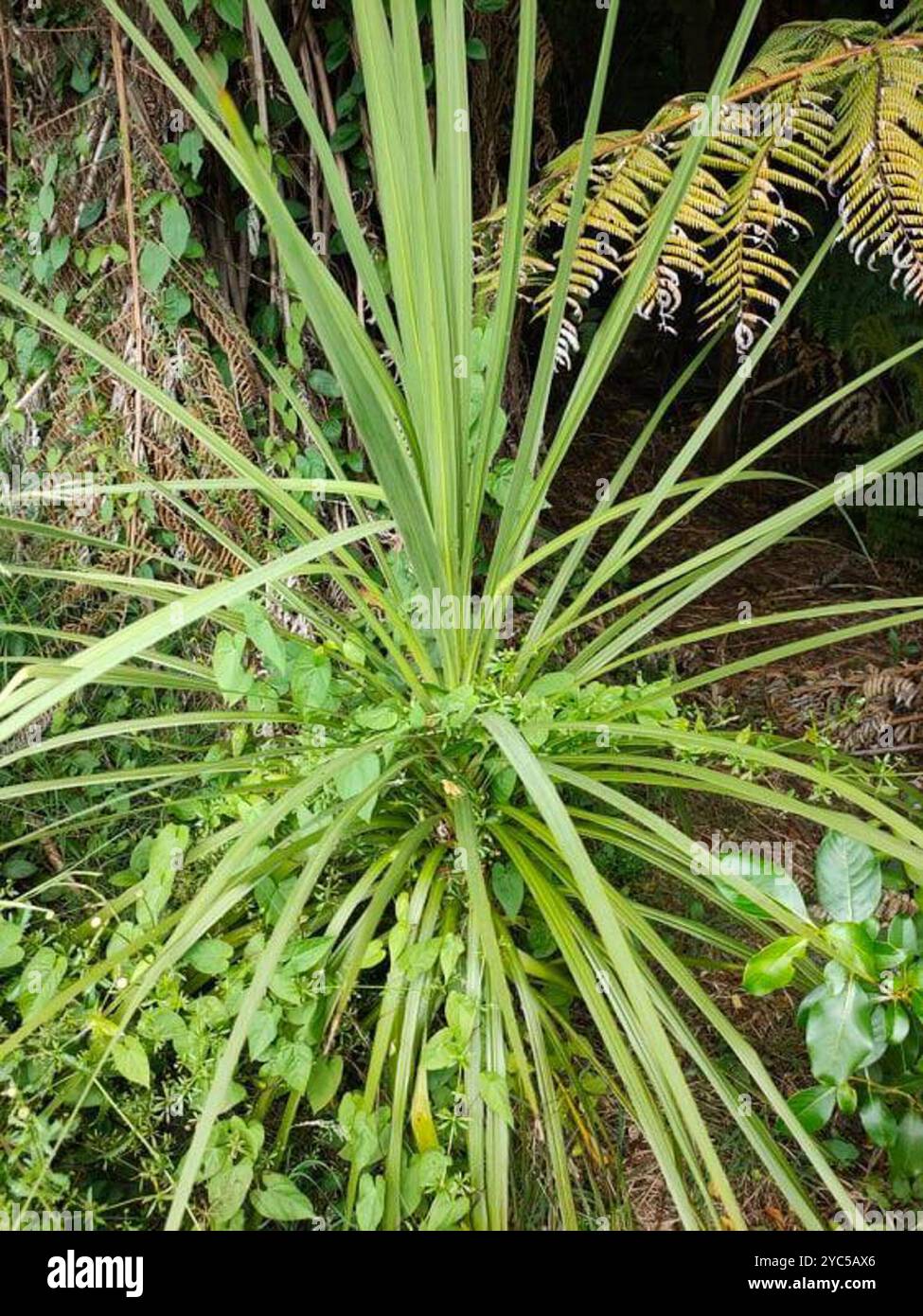 New Zealand cabbage tree (Cordyline australis) Plantae Stock Photo - Alamy