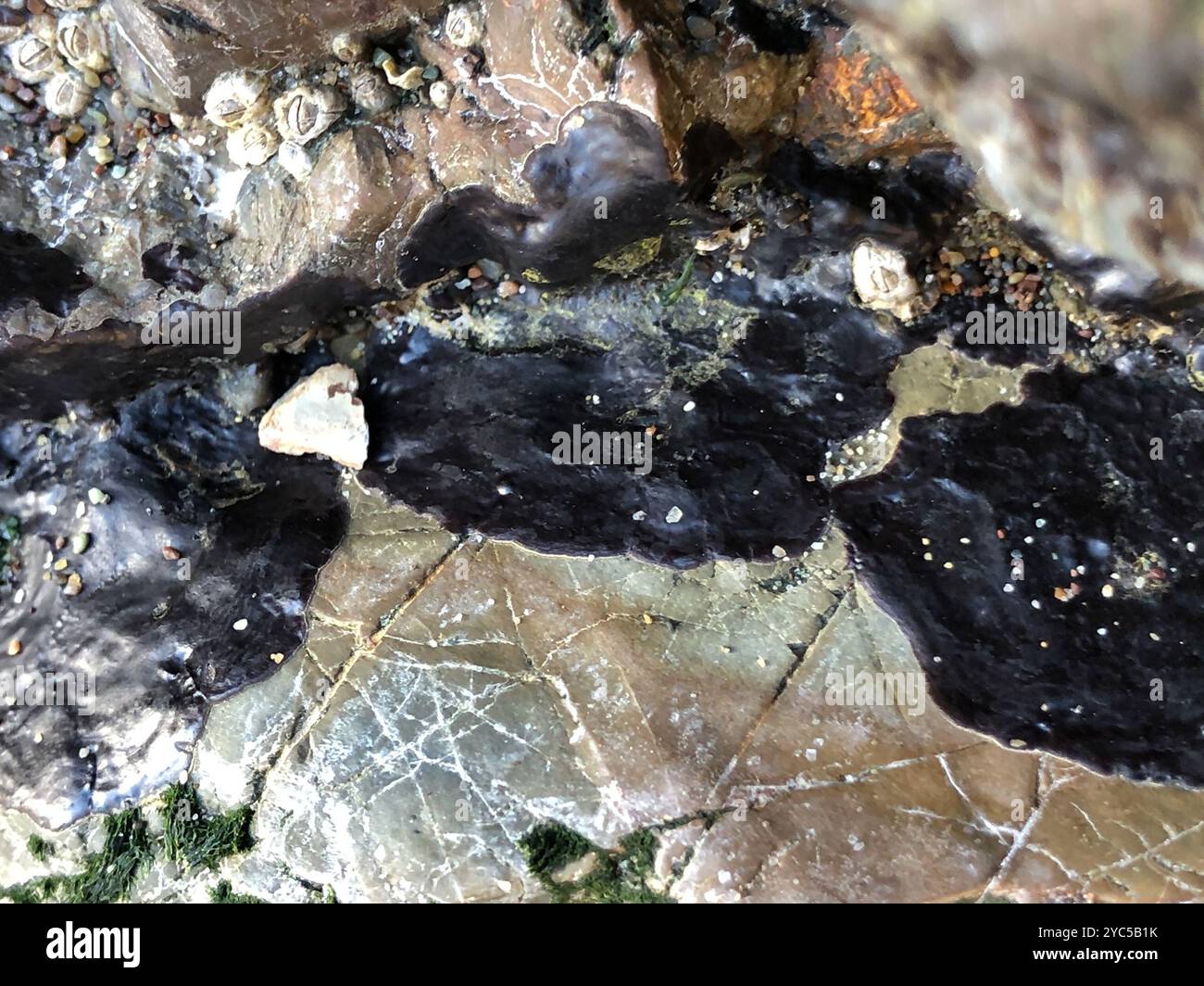 green spongy cushion (Codium setchellii) Plantae Stock Photo - Alamy
