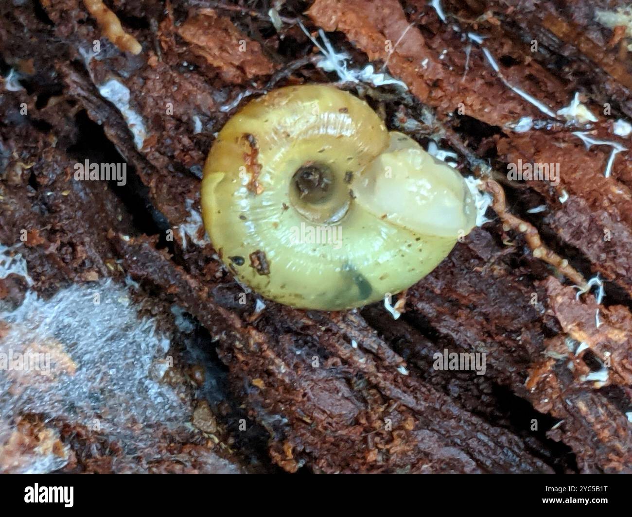 Robust Lancetooth Snail (Haplotrema vancouverense) Mollusca Stock Photo ...