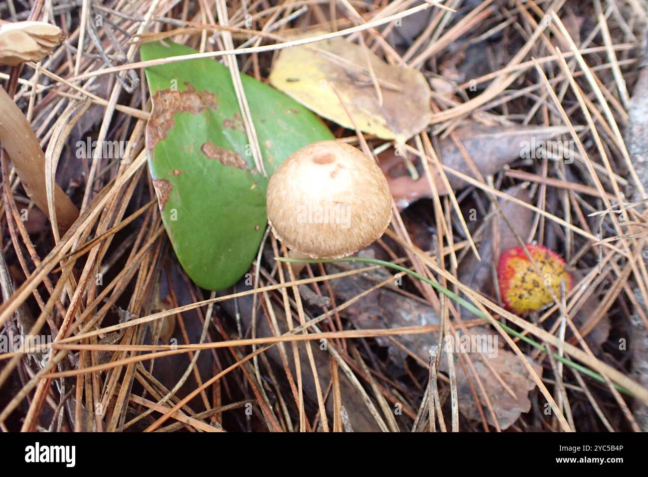 red edge brittlestem (Psathyrella corrugis) Fungi Stock Photo - Alamy