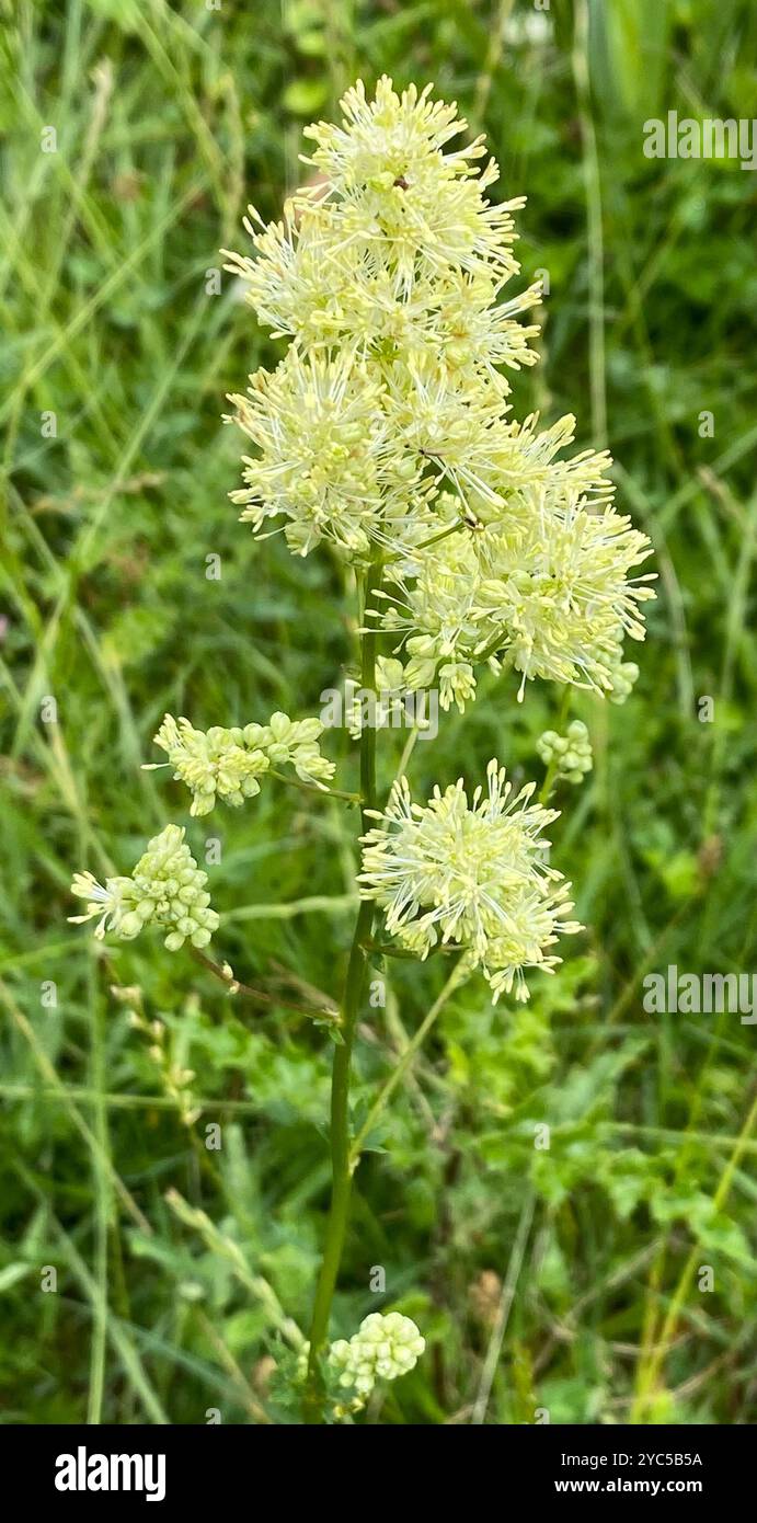 Common Meadow-rue (Thalictrum flavum) Plantae Stock Photo - Alamy