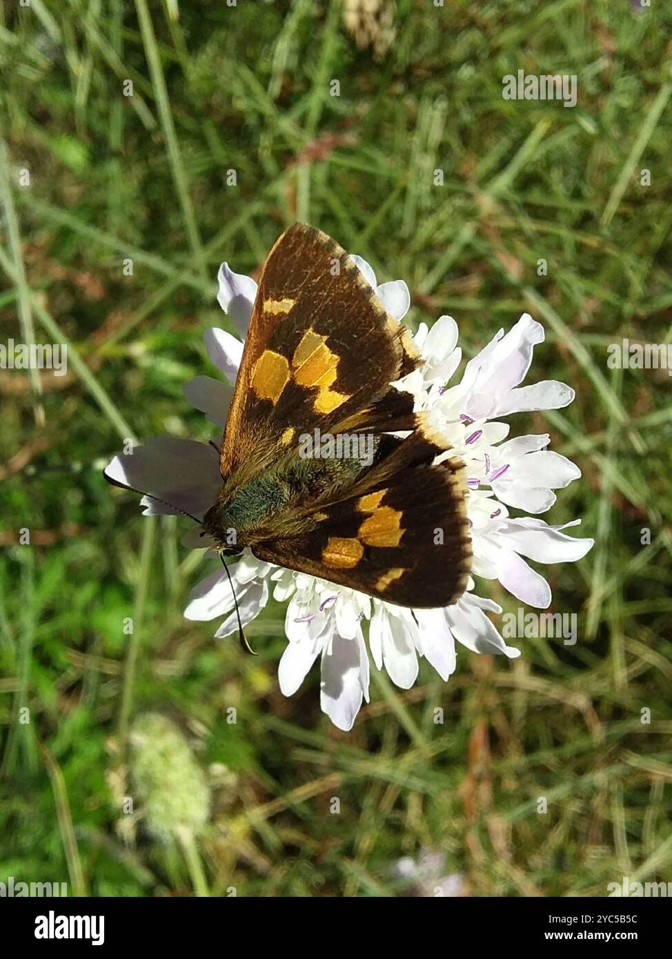 Flame Sedge-skipper (Hesperilla idothea) Insecta Stock Photo - Alamy