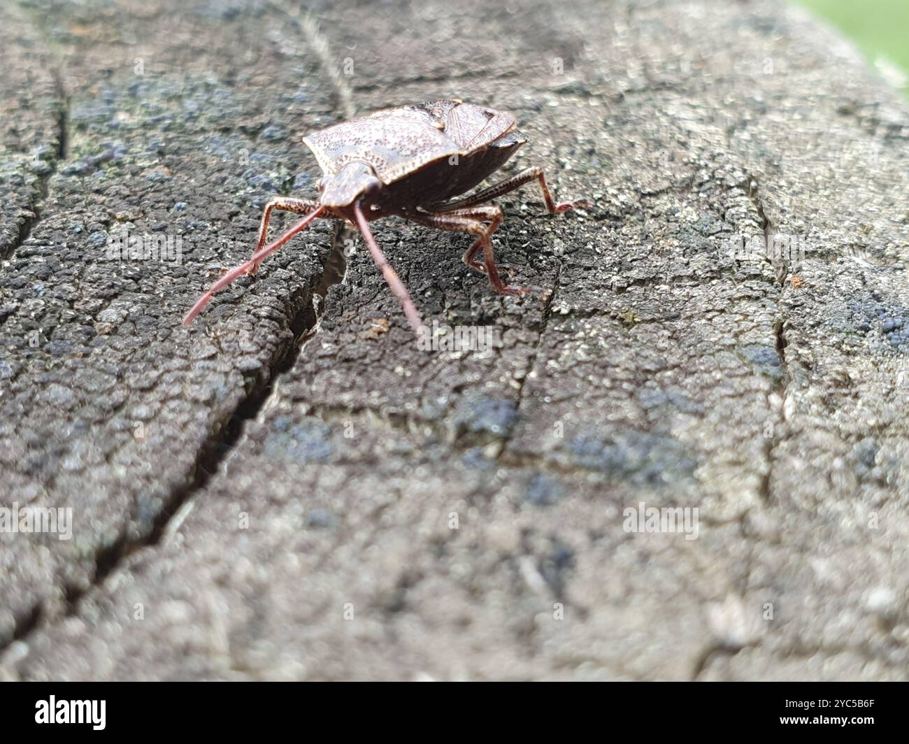 Brown soldier bug (Cermatulus nasalis) Insecta Stock Photo - Alamy
