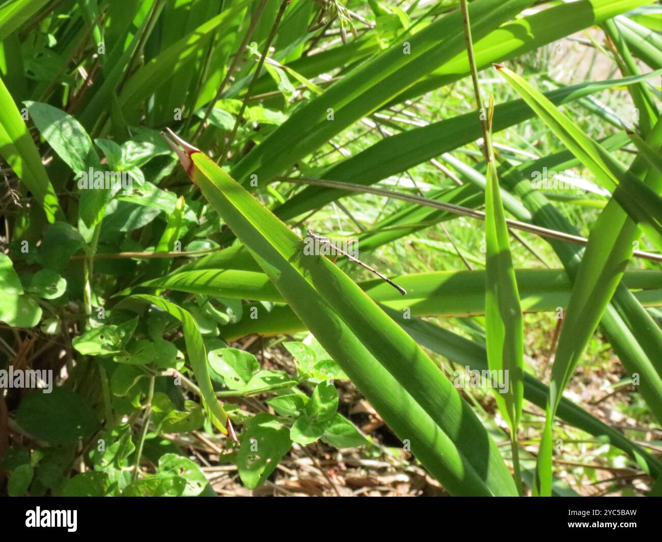 Common Threadtail (Elattoneura glauca) Insecta Stock Photo - Alamy