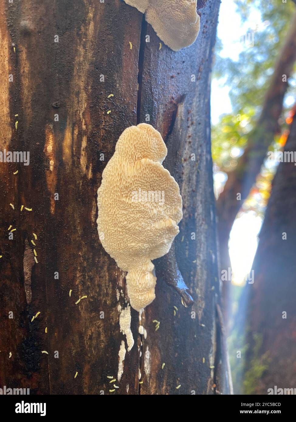 Milk-white Toothed Polypore (Irpex lacteus) Fungi Stock Photo - Alamy