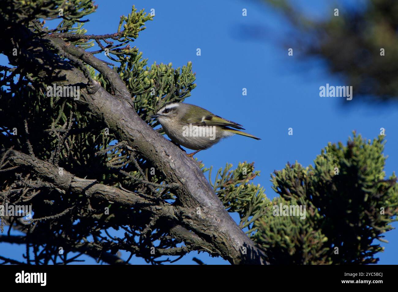 Golden-crowned Kinglet (Regulus satrapa) Aves Stock Photo - Alamy