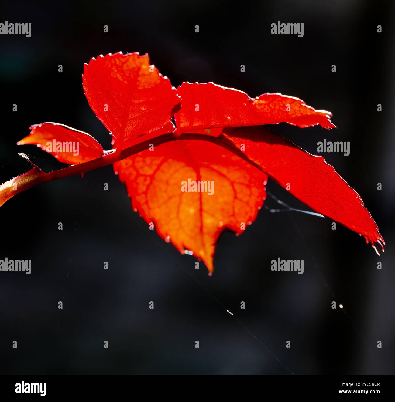 Close-up picture of some back lit vibrant red rose leaves showing the ...