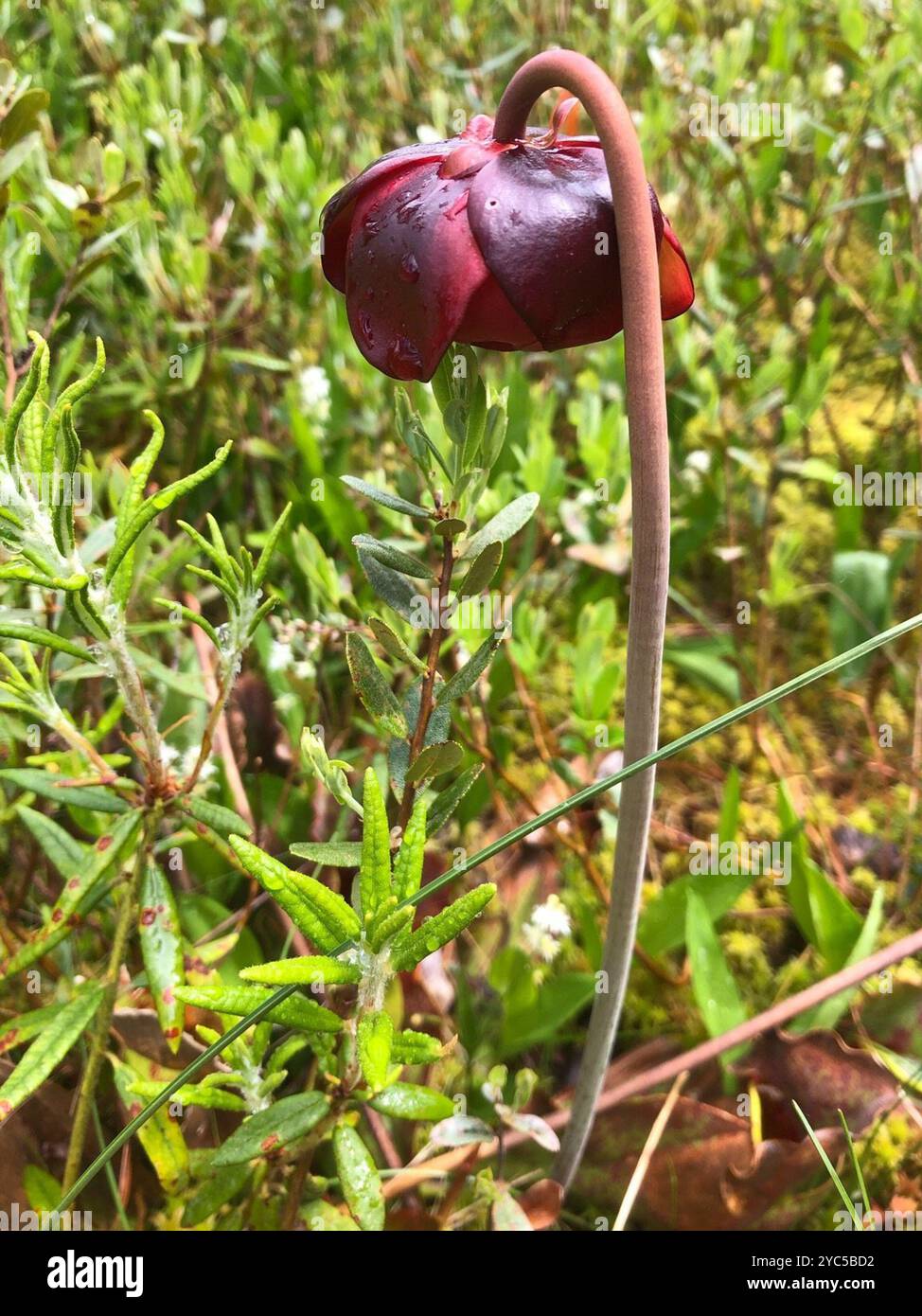 purple pitcher plant (Sarracenia purpurea) Plantae Stock Photo - Alamy