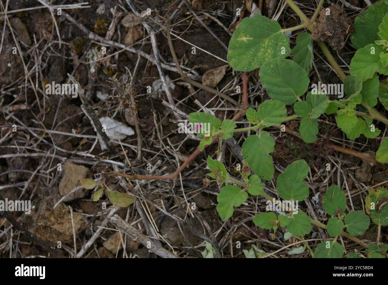 scarlet spiderling (Boerhavia coccinea) Plantae Stock Photo - Alamy