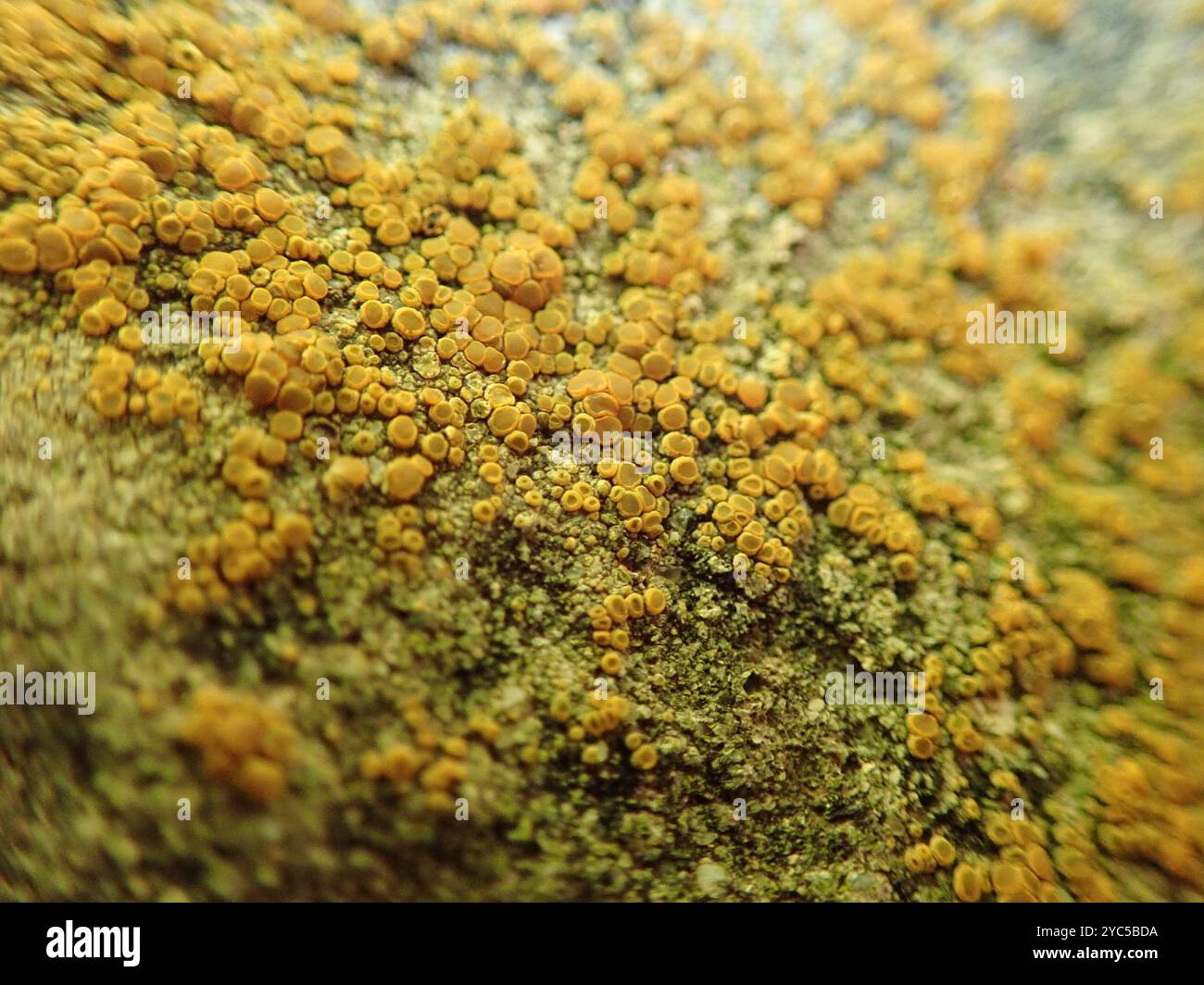 Polycauliona hi-res stock photography and images - Alamy