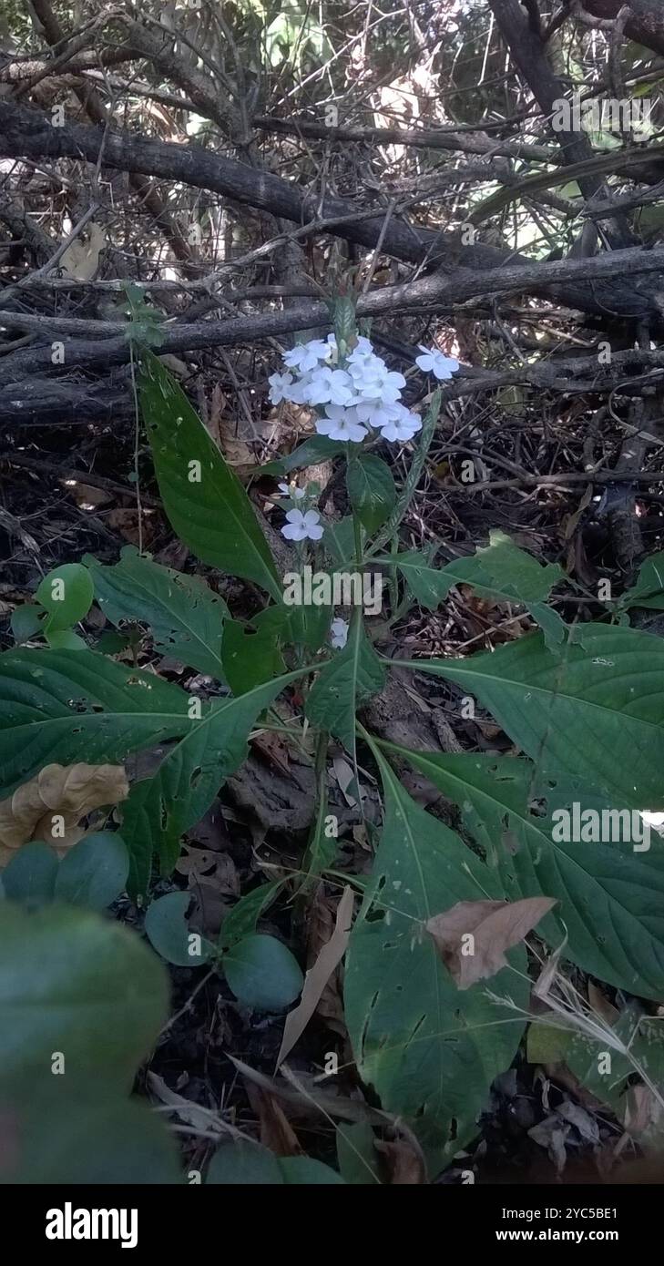 blue eranthemum (Eranthemum roseum) Plantae Stock Photo - Alamy