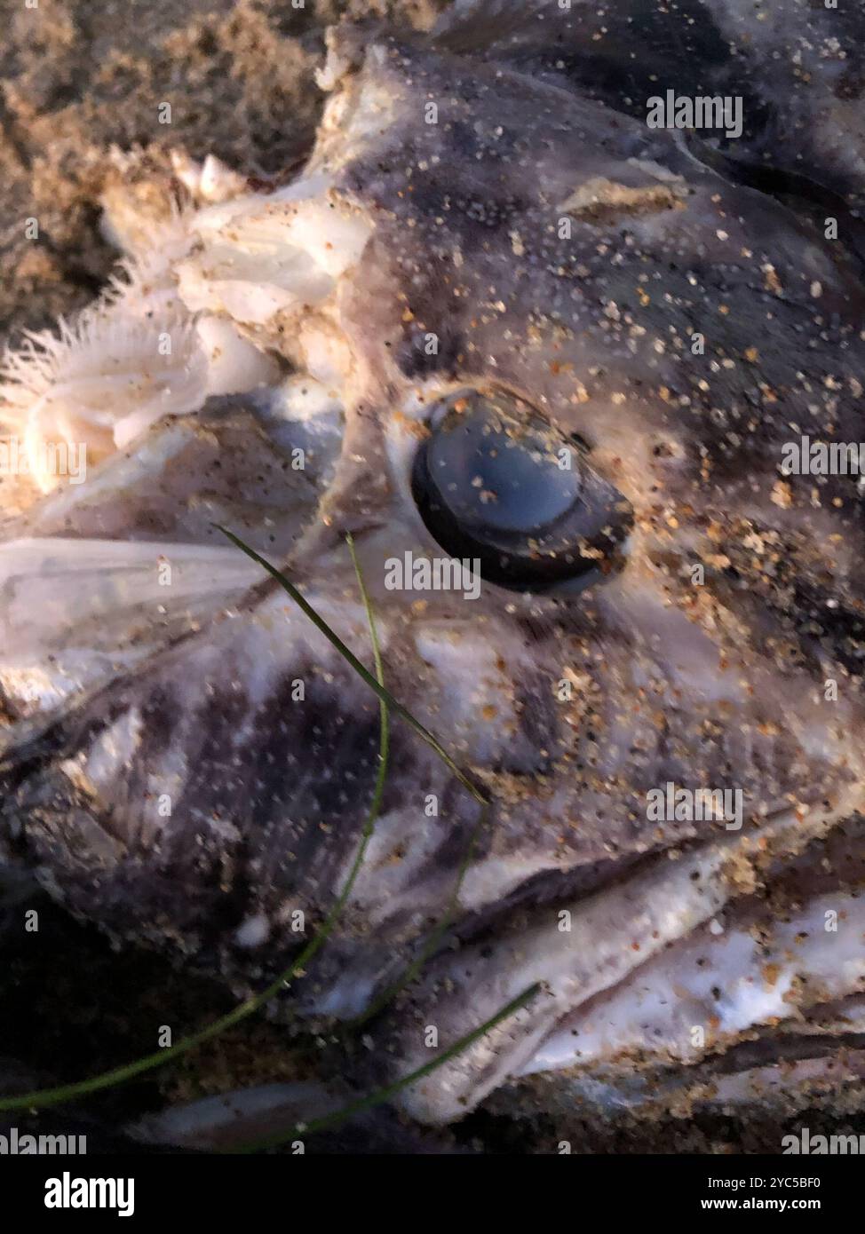 Lingcod (Ophiodon elongatus) Actinopterygii Stock Photo - Alamy