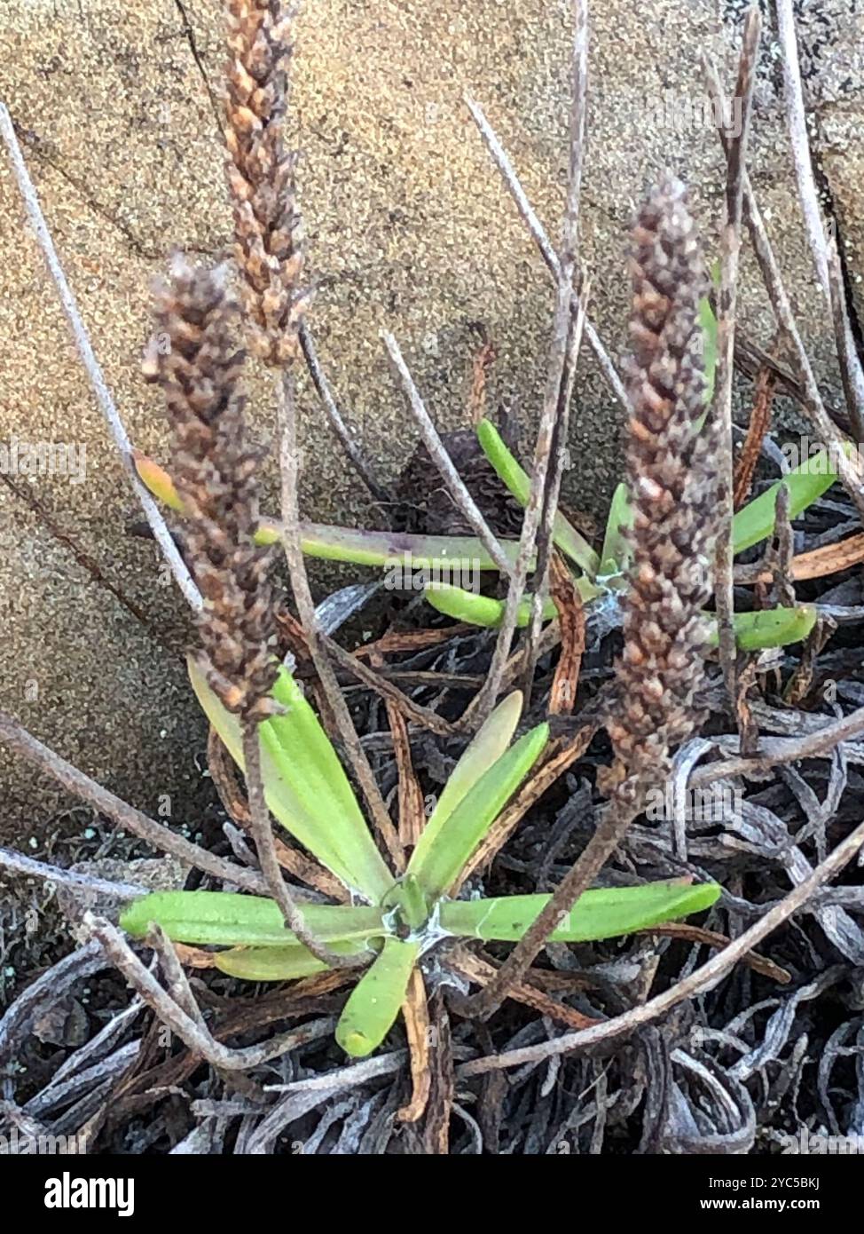 Sea Plantain (Plantago maritima) Plantae Stock Photo - Alamy