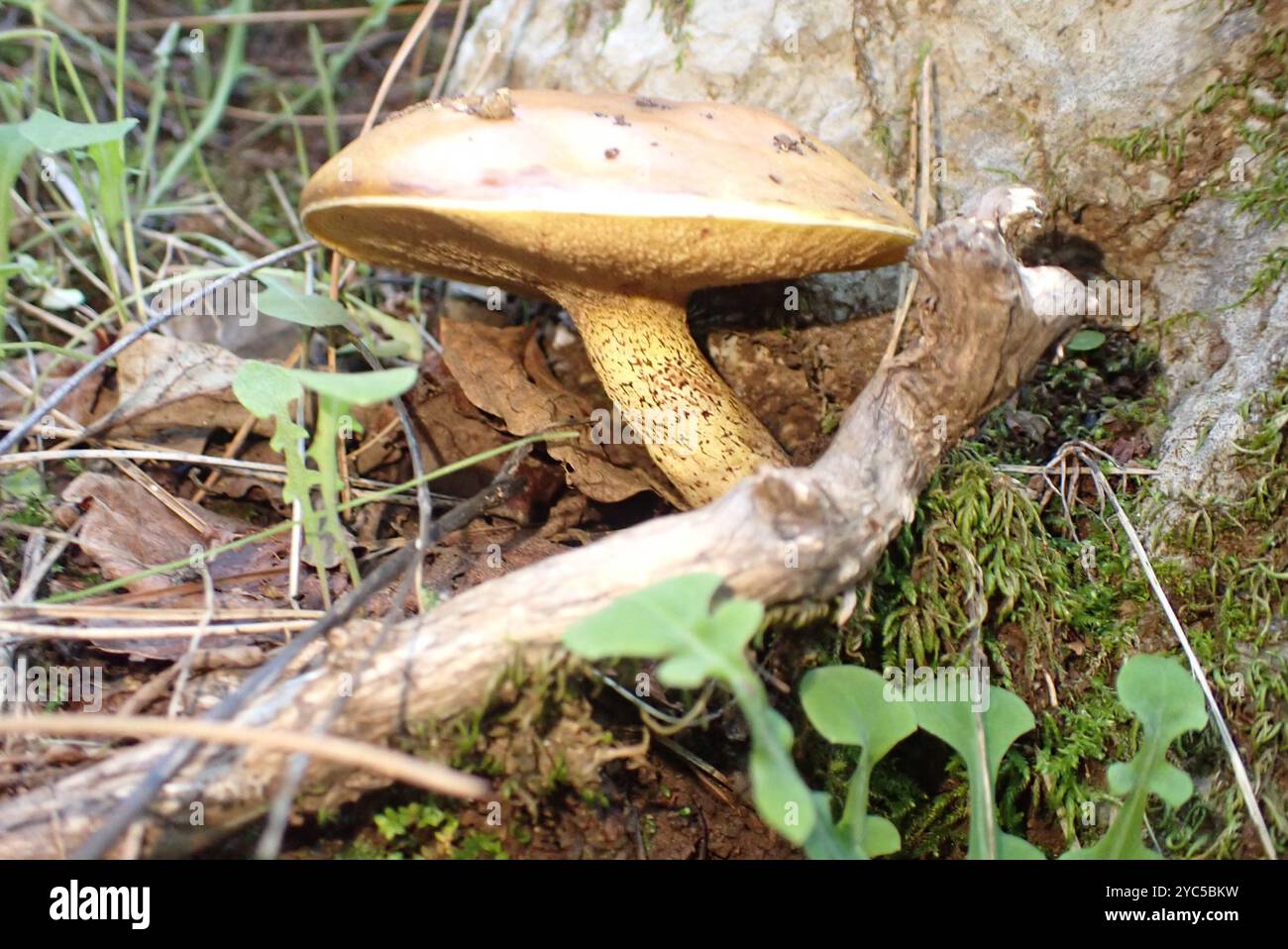 Dotted-stalked Suillus (Suillus granulatus) Fungi Stock Photo - Alamy