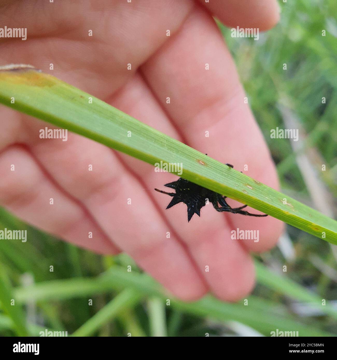 Christmas Jewel Spider (Austracantha minax) Arachnida Stock Photo - Alamy