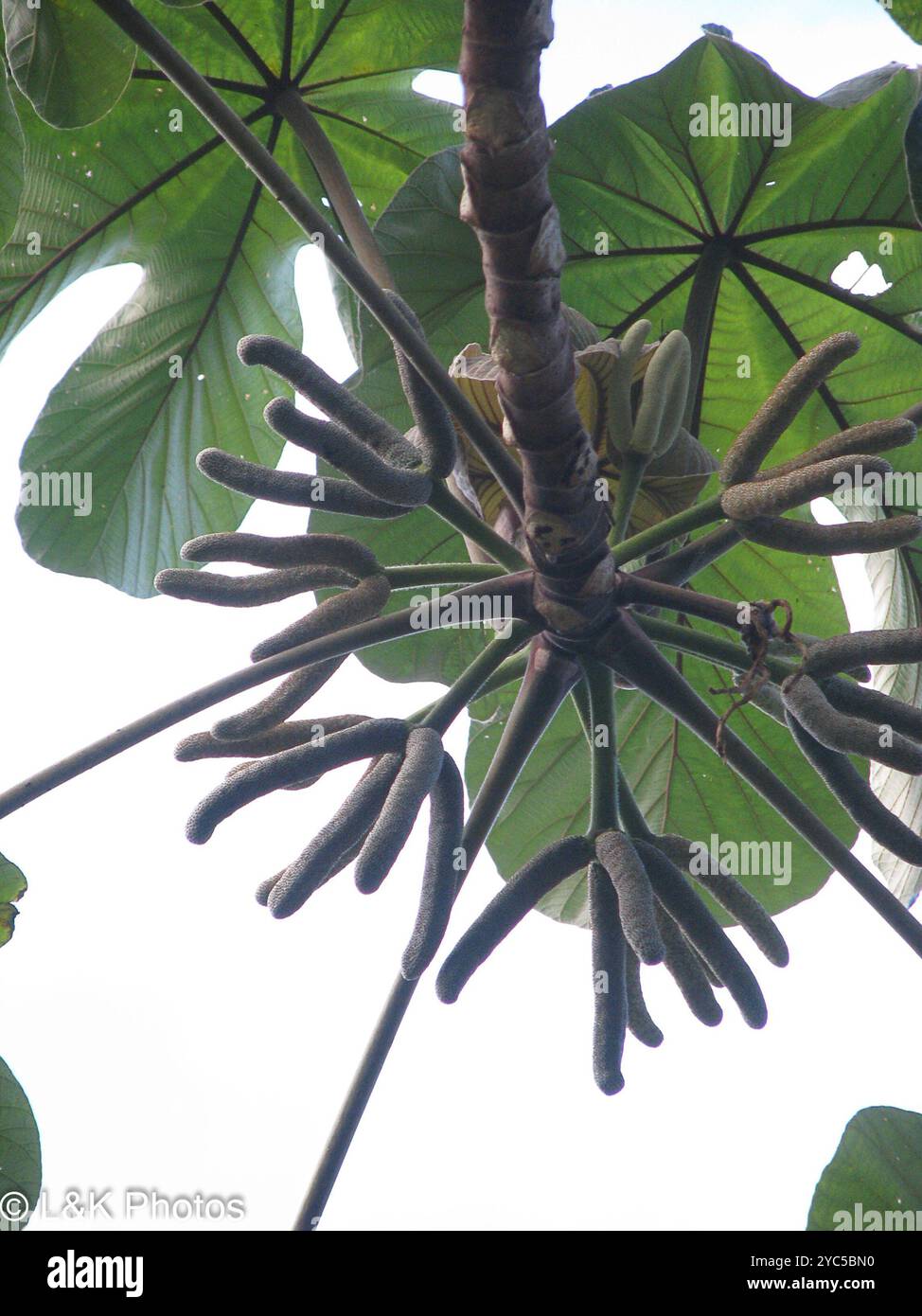 trumpet tree (Cecropia peltata) Plantae Stock Photo - Alamy