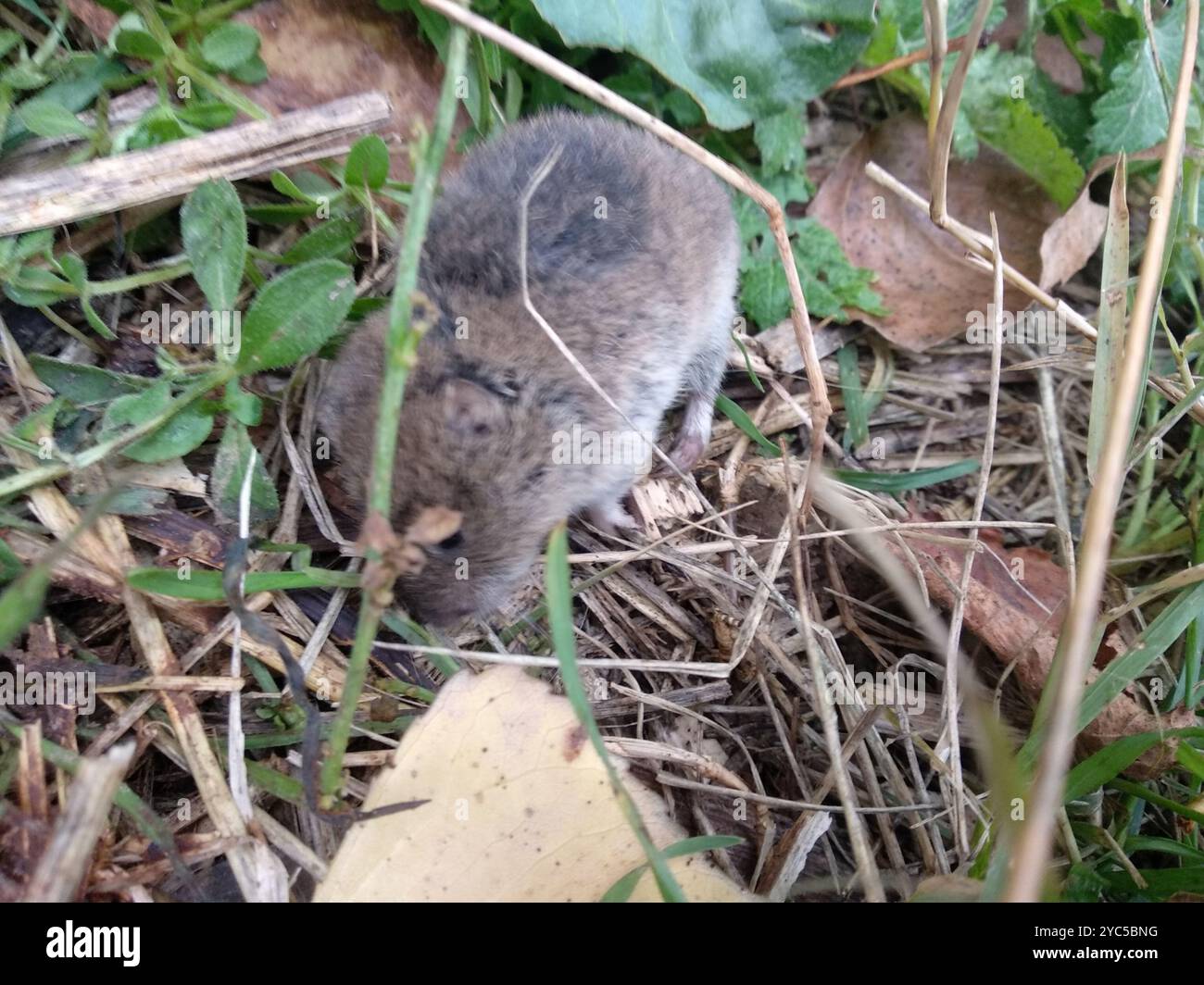 Meadow Voles (Microtus) Mammalia Stock Photo - Alamy