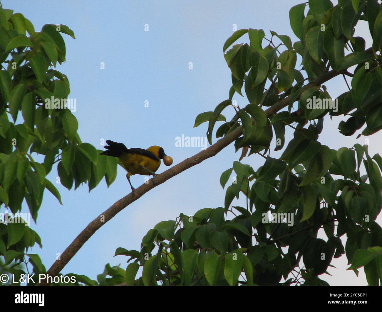 Yellow-backed Oriole (Icterus chrysater) Aves Stock Photo - Alamy